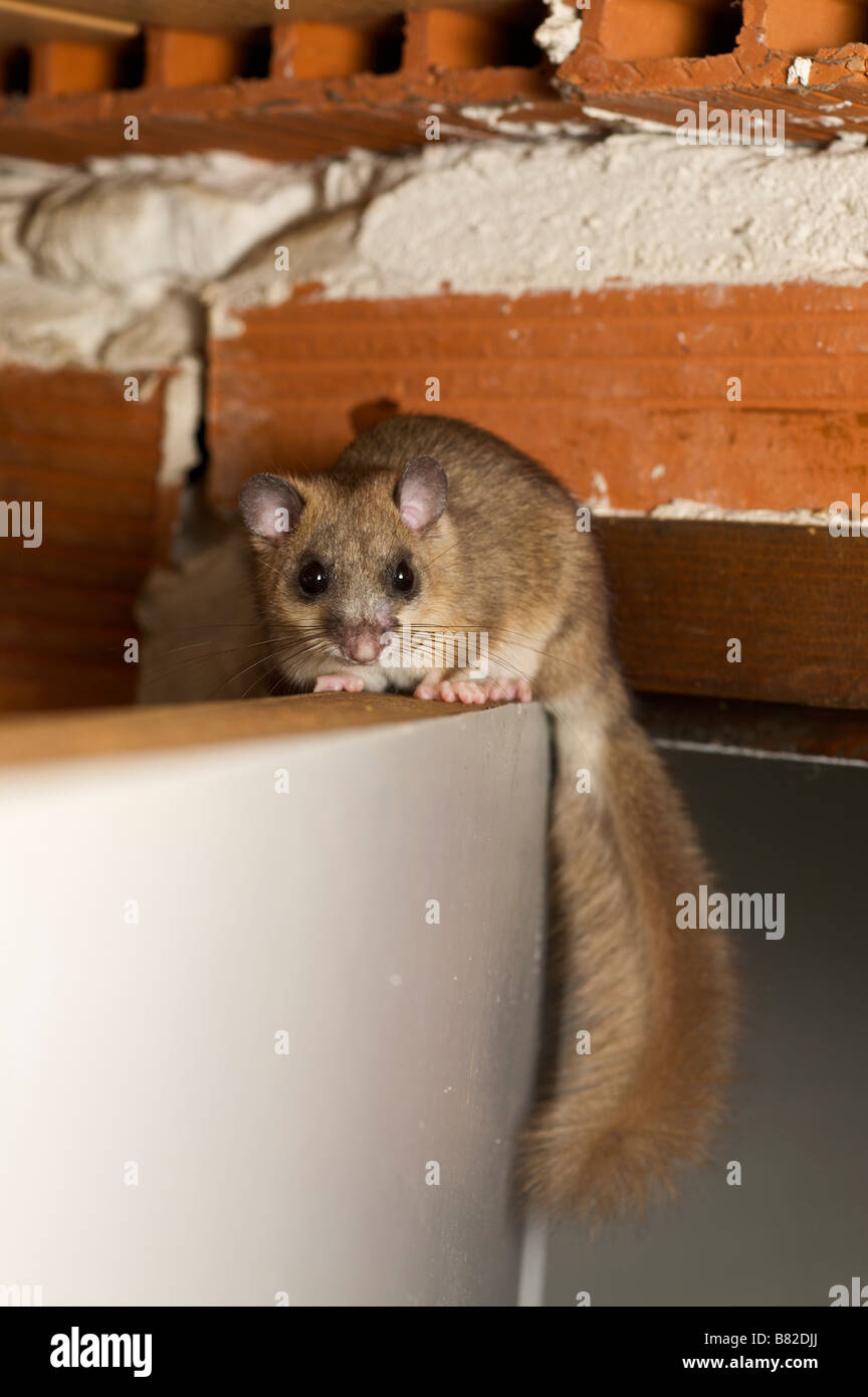Glis glis house hi-res stock photography and images - Alamy