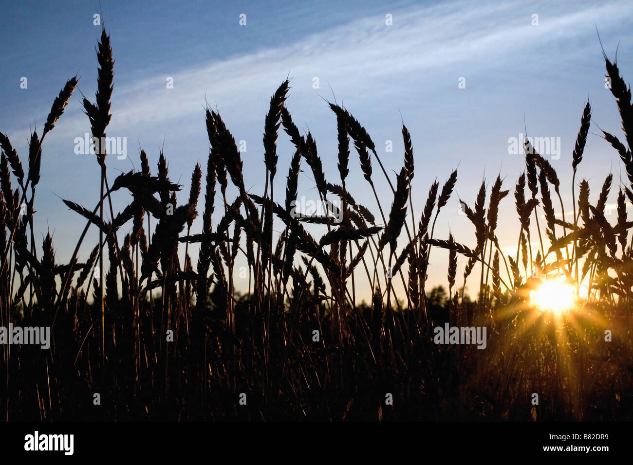 Wheat farming hi-res stock photography and images - Alamy