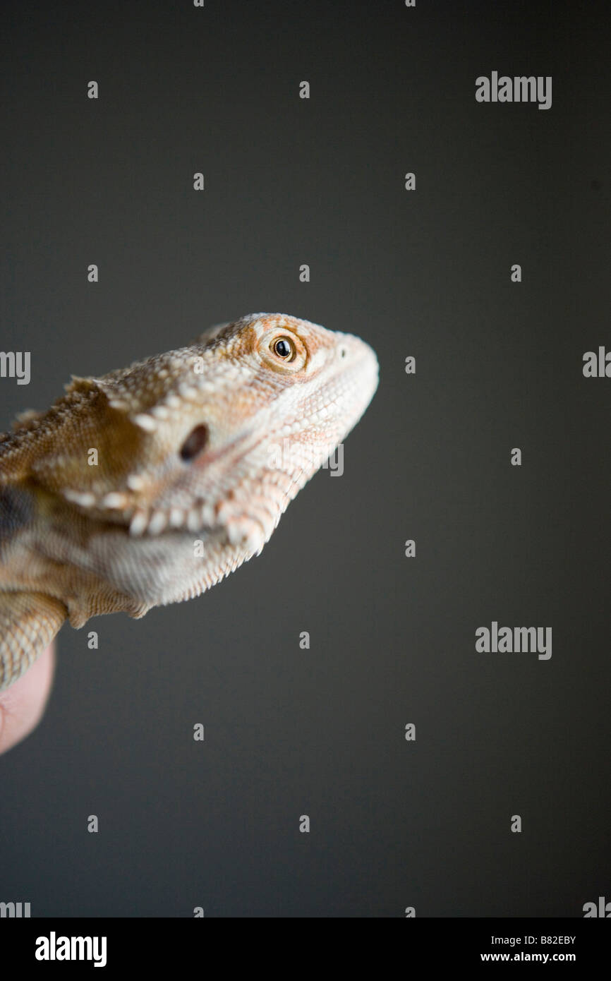 close up of bearded dragon face, vertical orientation Stock Photo - Alamy