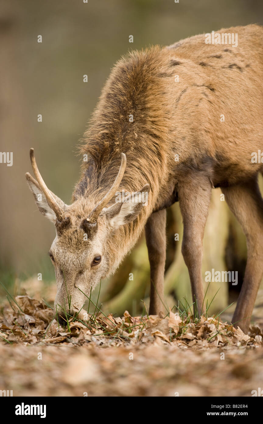 Young Red Deer Cervus elaphus feeding in woodland Stock Photo - Alamy