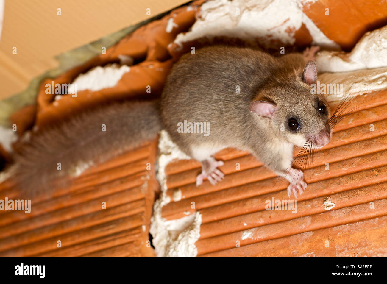 Glis glis house hi-res stock photography and images - Alamy