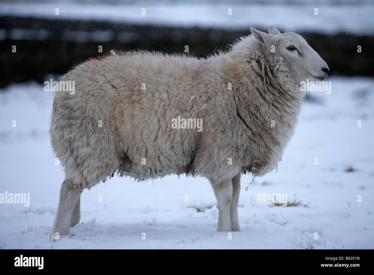 single sheep standing peeing in the snow Stock Photo - Alamy