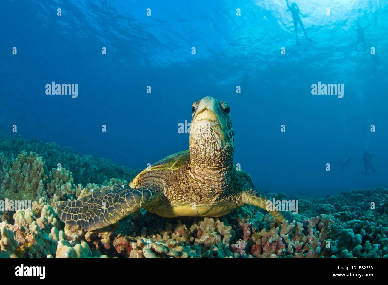 Maui Hawaii USA; Green sea turtle Cleaning Station Stock Photo - Alamy