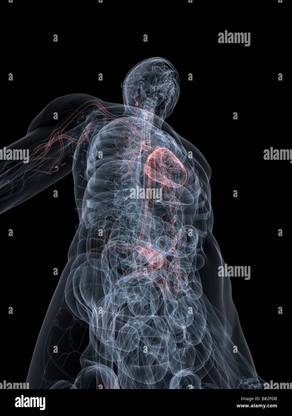 Vascular system hi-res stock photography and images - Alamy