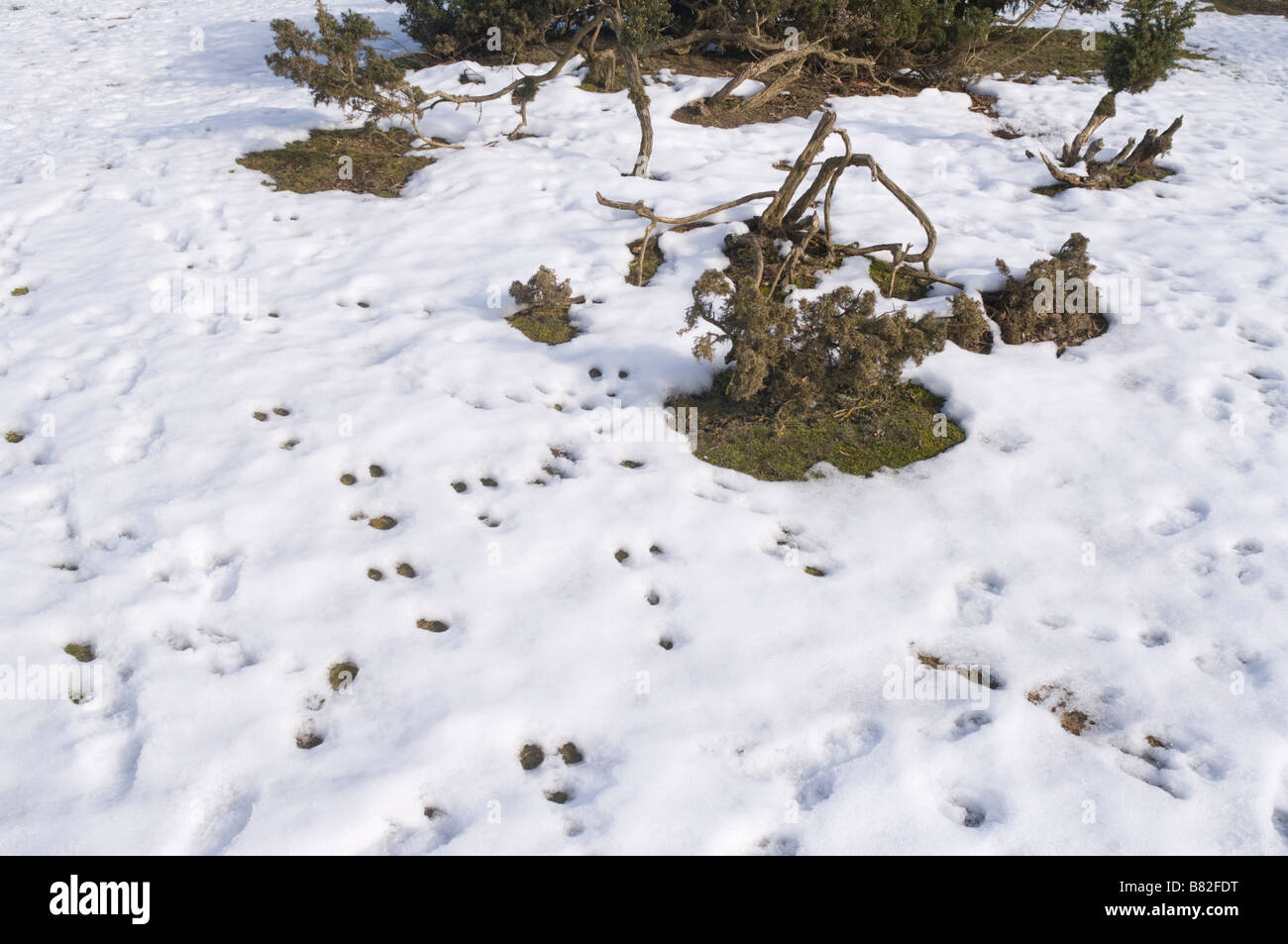 Rabbit Footprint Stock Photos & Rabbit Footprint Stock Images - Alamy