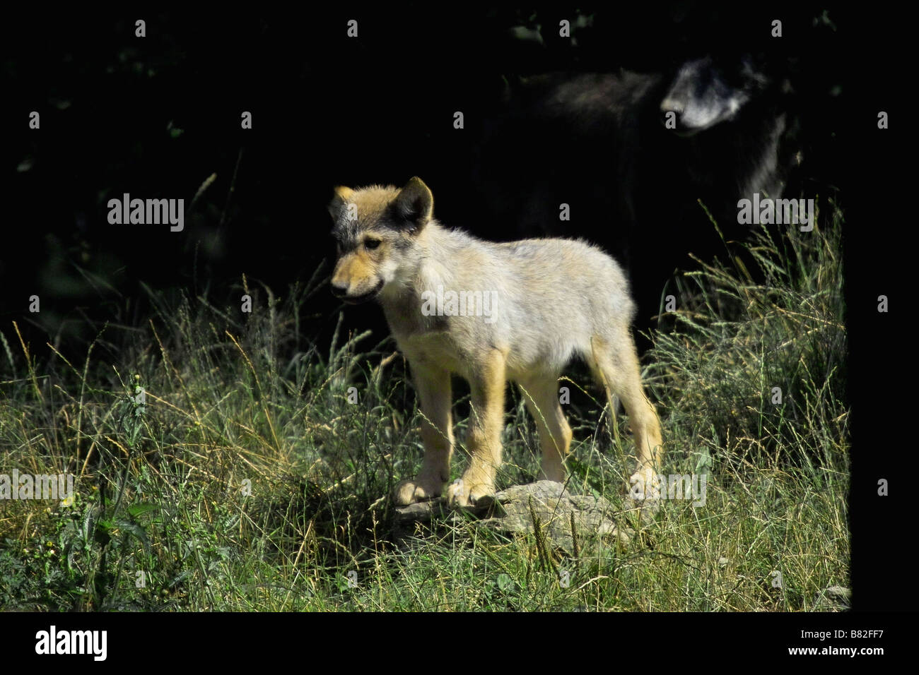 Wolf puppies standing hi-res stock photography and images - Alamy