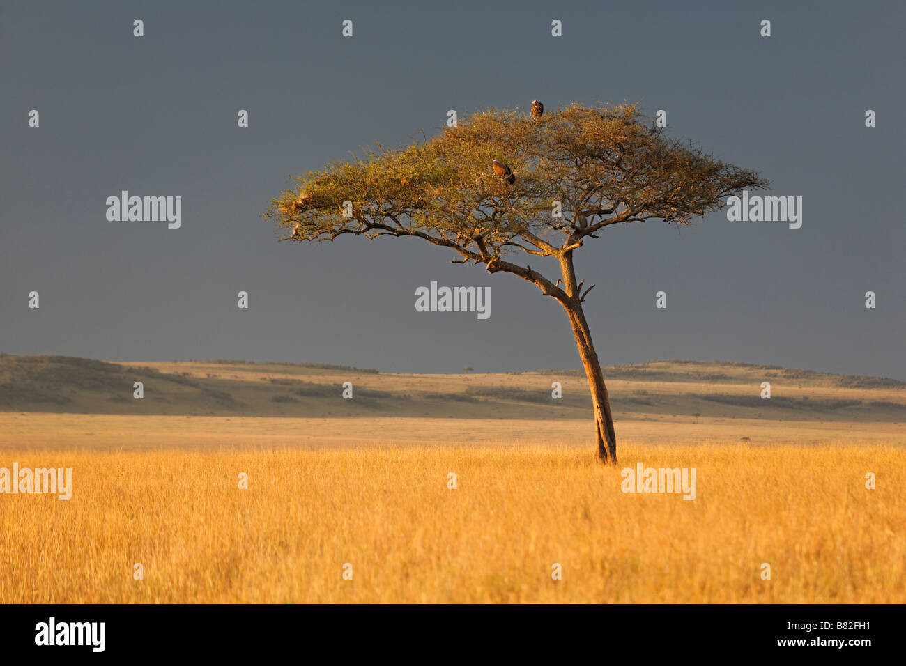 Acacia tree hi-res stock photography and images - Alamy