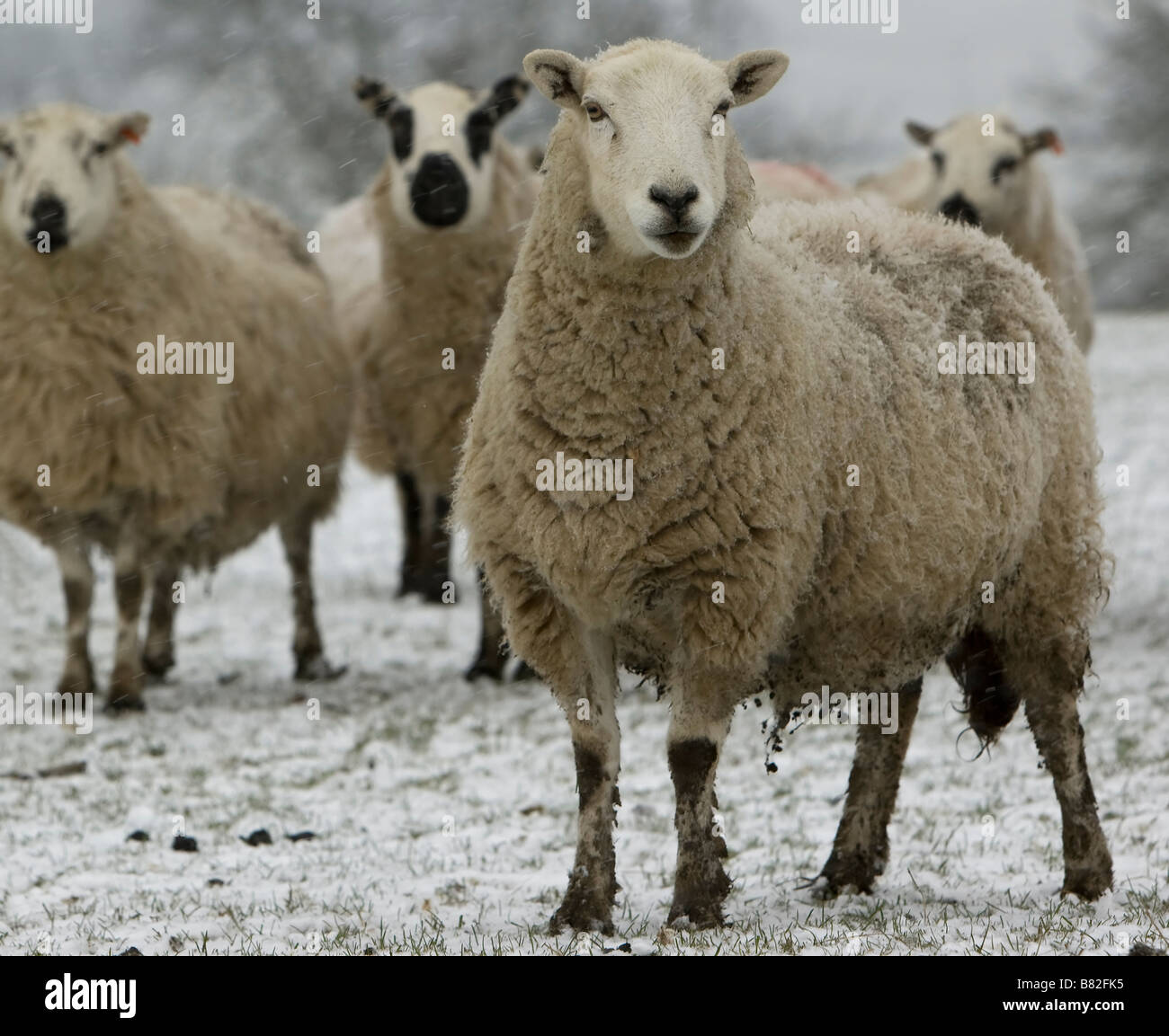 Sheep in snow on the Welsh borders Stock Photo - Alamy
