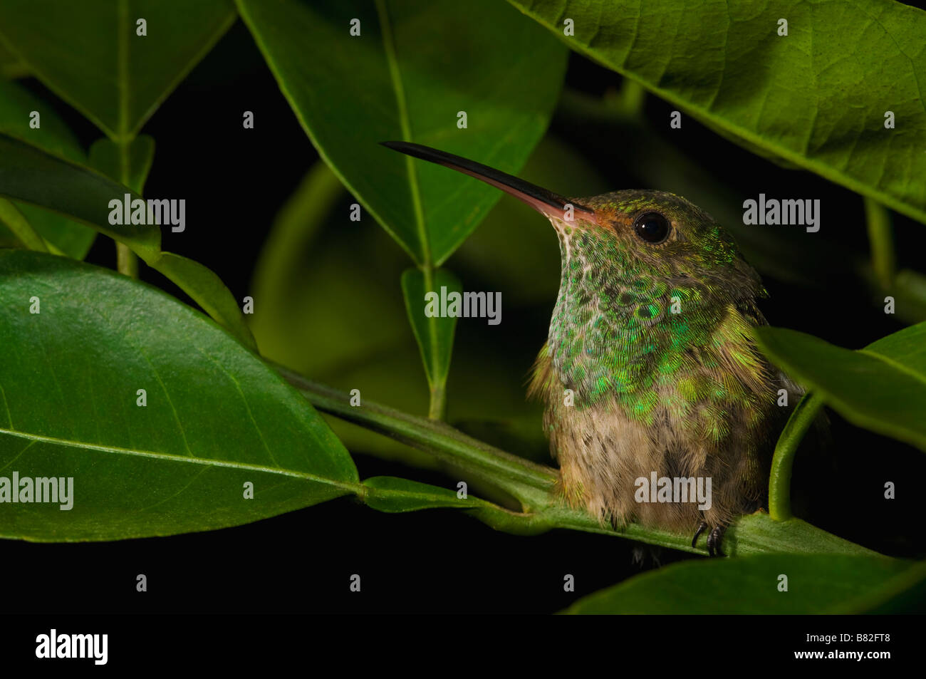 Hummingbird resting in a tree Stock Photo - Alamy