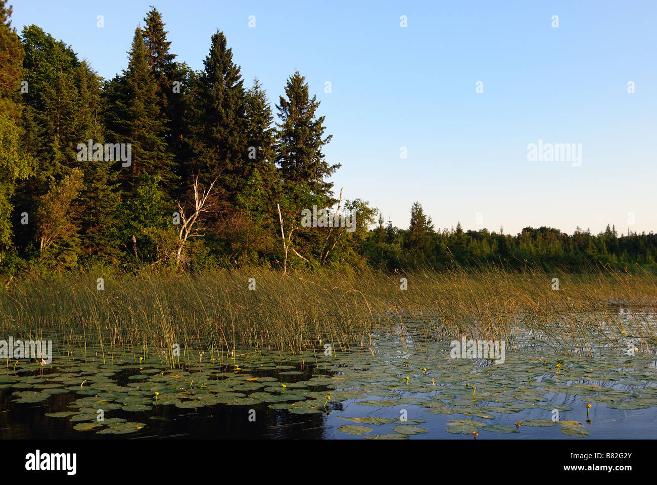 The lakeshore bulrush hi-res stock photography and images - Alamy