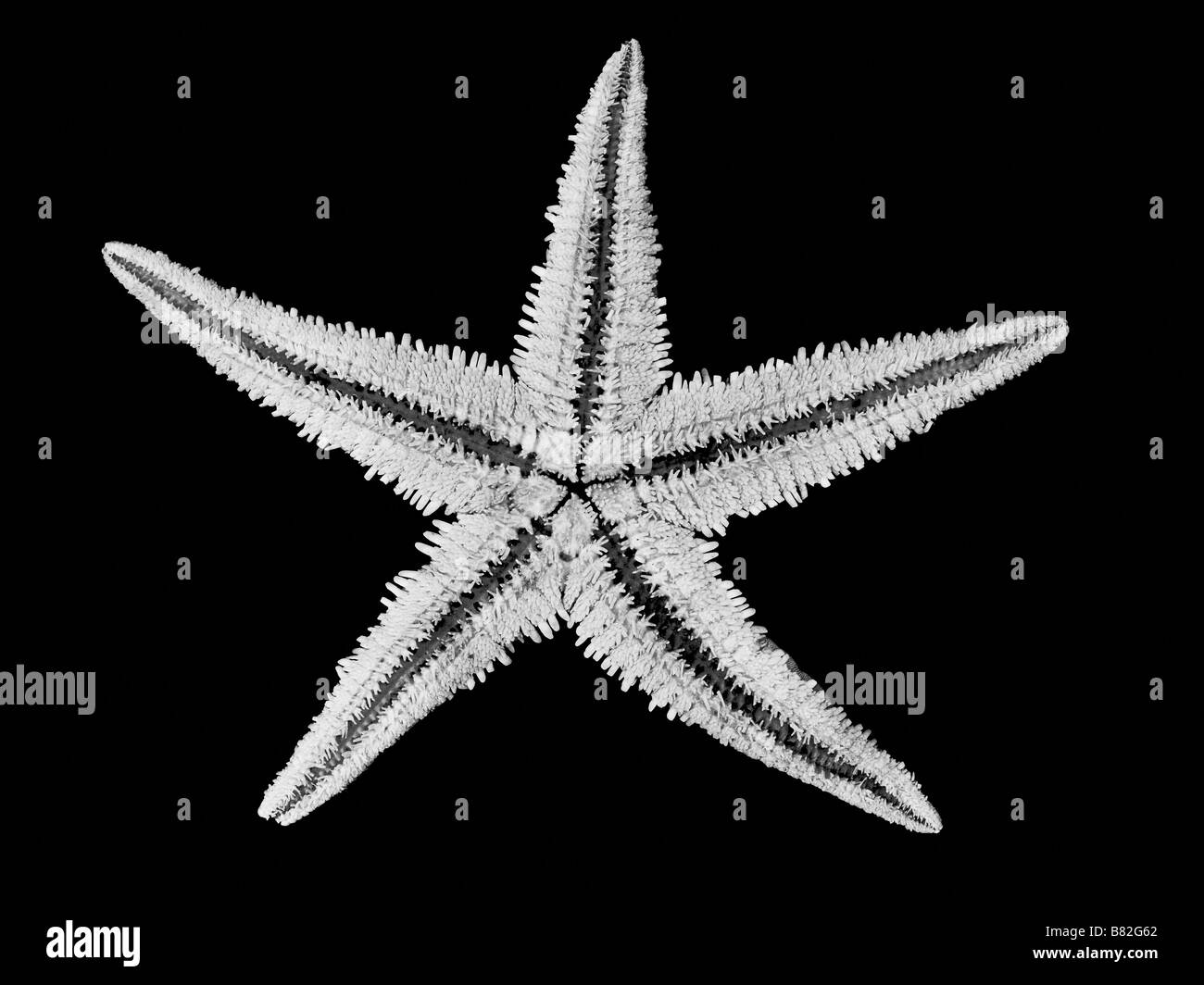 Starfish Black and White Stock Photos & Images - Alamy