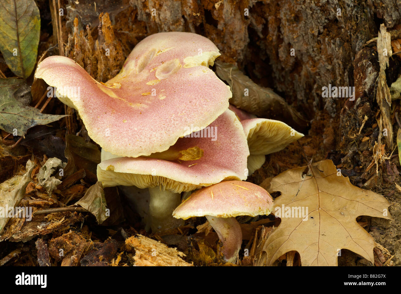 Russula rosea hi-res stock photography and images - Alamy