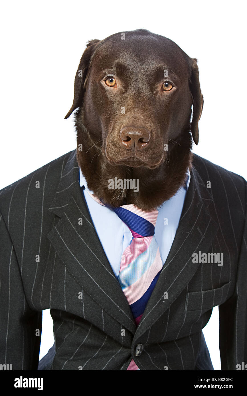 Suited Labrador Ready for Work Stock Photo - Alamy