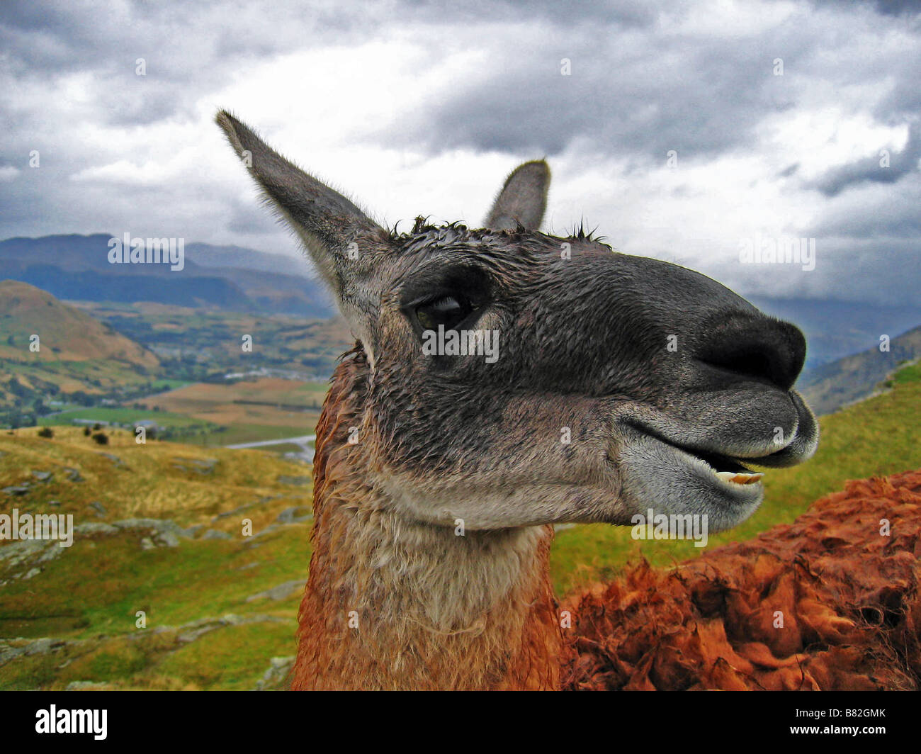Profile llama animal head hi-res stock photography and images - Alamy