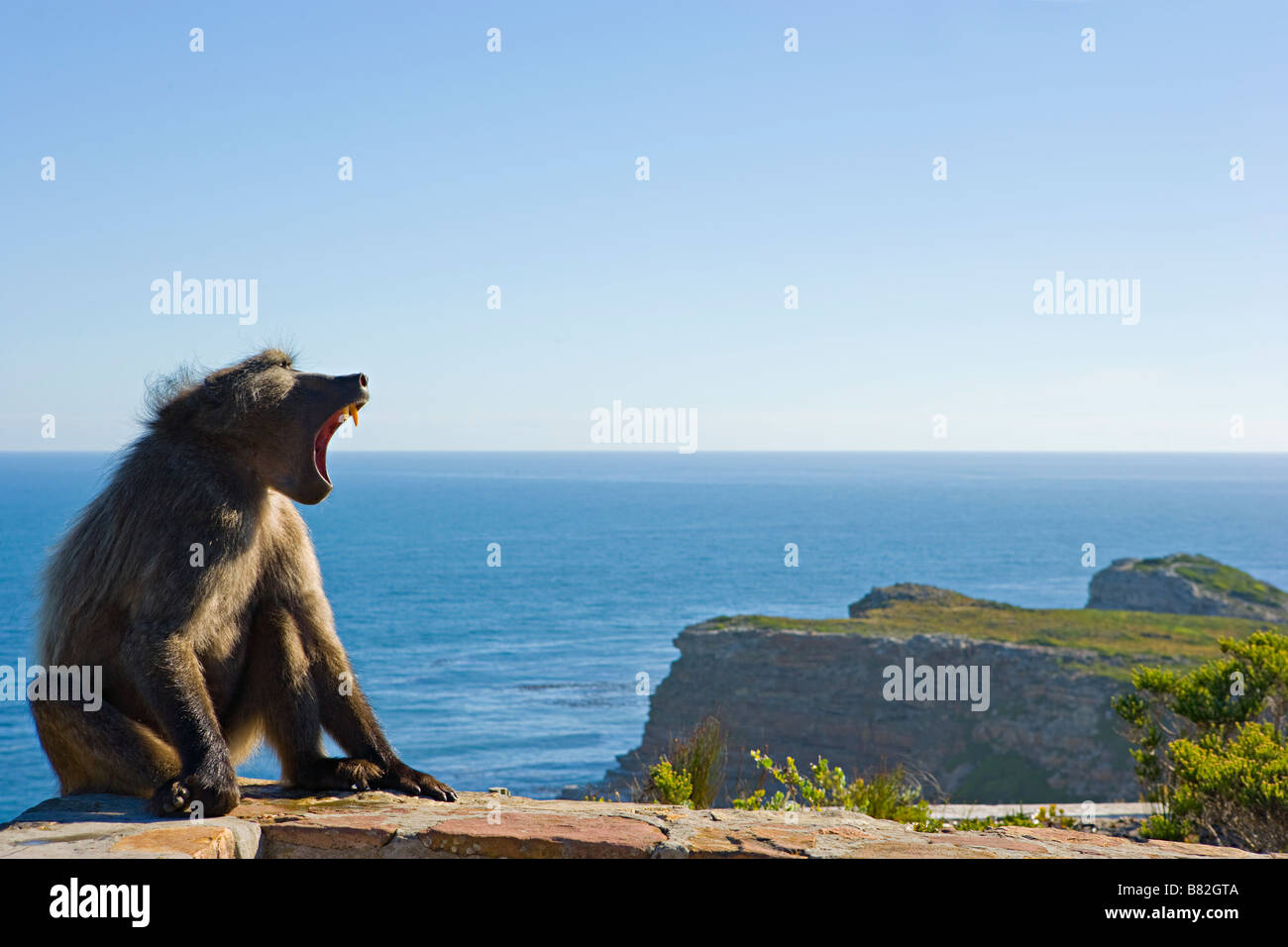 Baboon Yawning showing huge teeth at Cape Point, Republic of South ...