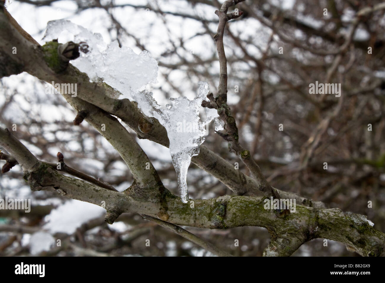 Snow icicle hi-res stock photography and images - Alamy