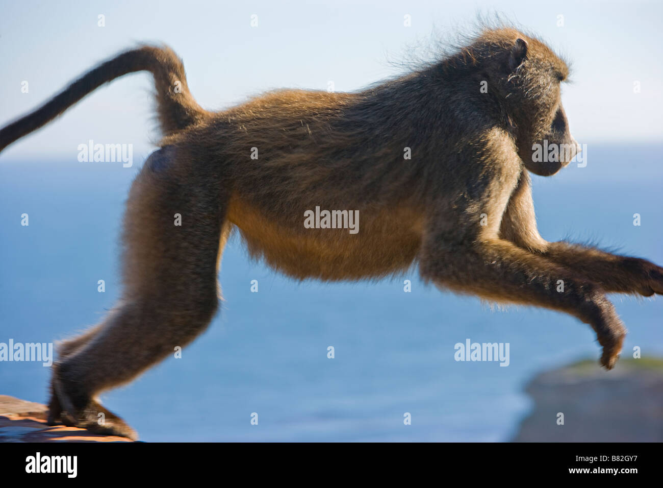 Baboon running and jumping at Cape Point, South Africa Stock Photo - Alamy