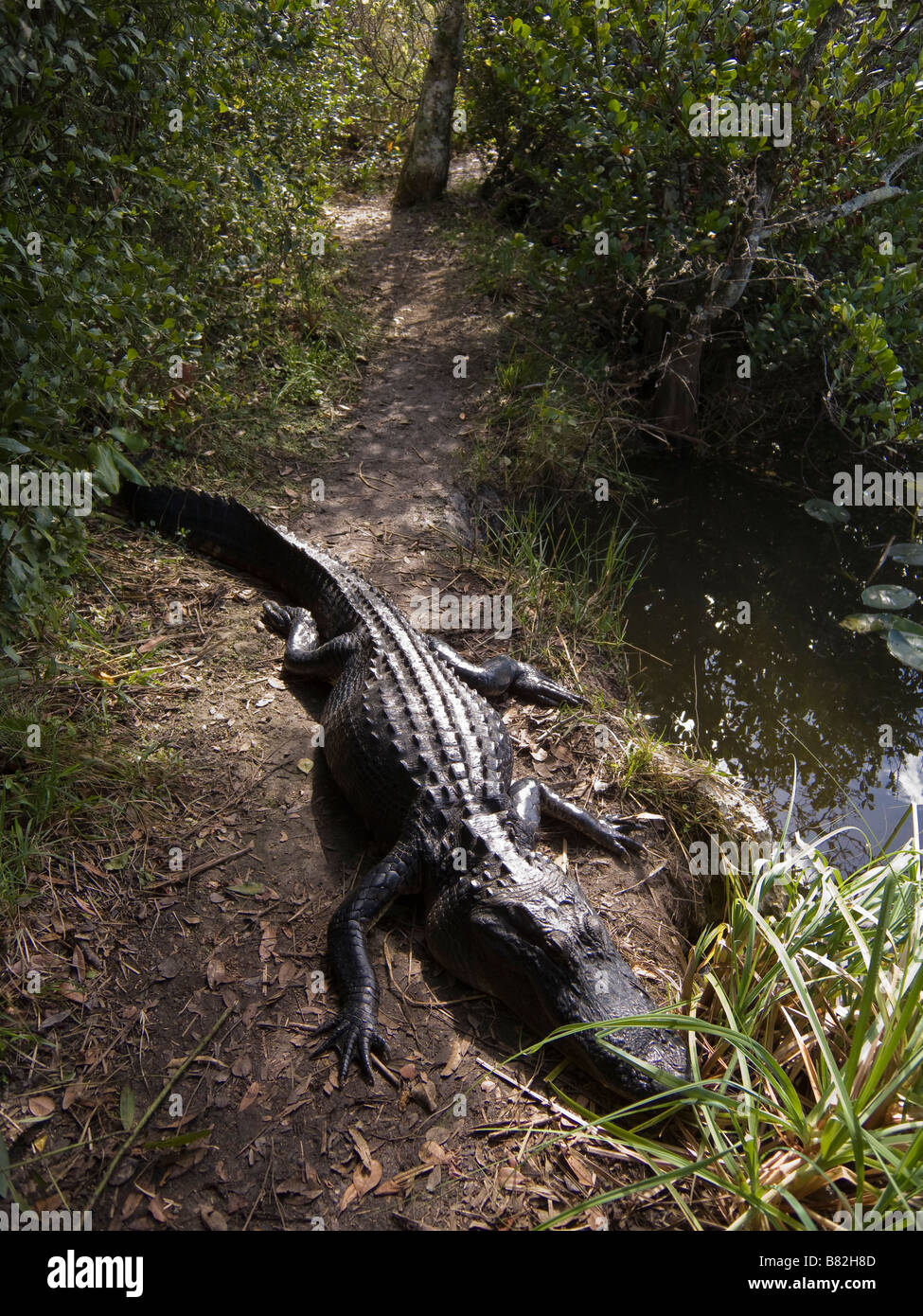 Alligator on trail near observation tower Shark Valley Everglades ...