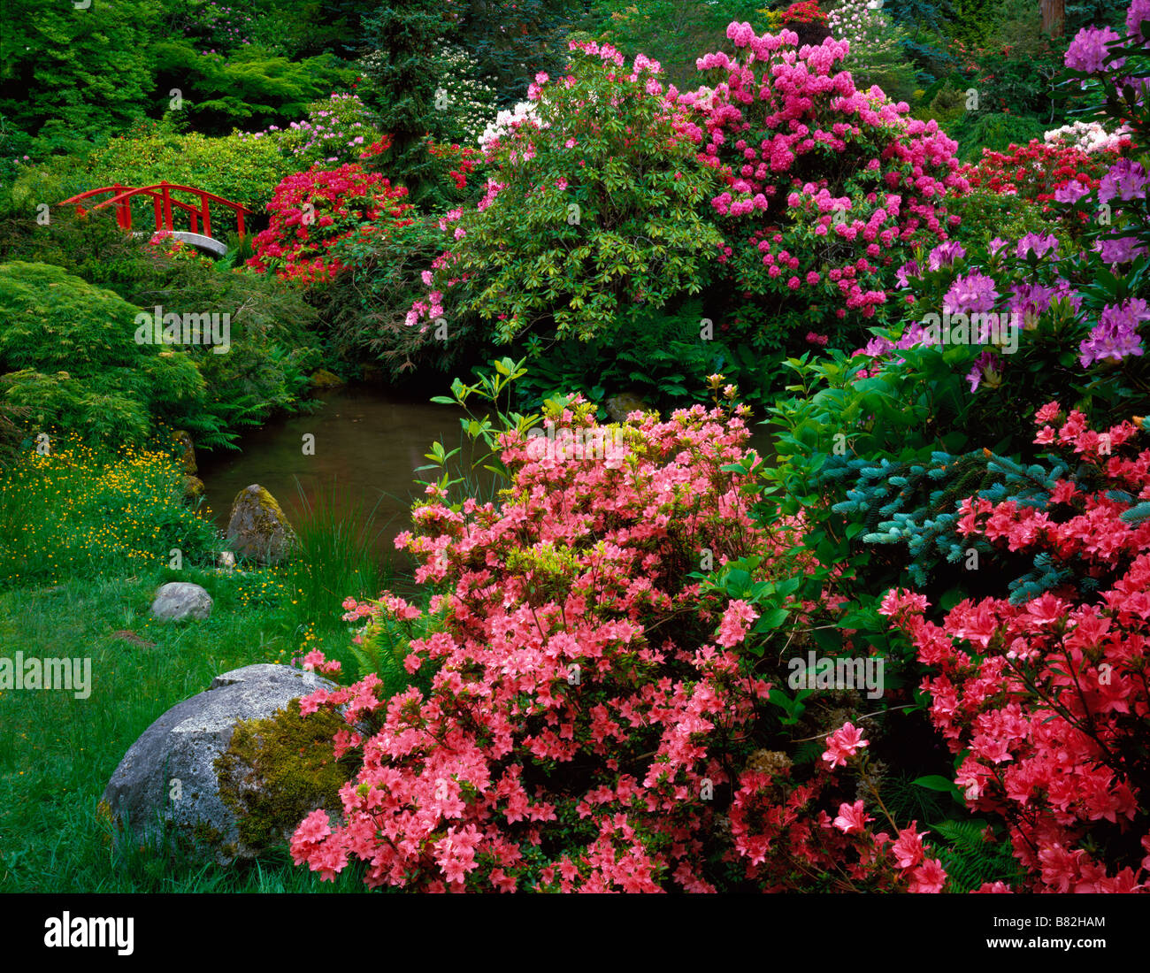 Dazzling azaleas hi-res stock photography and images - Alamy