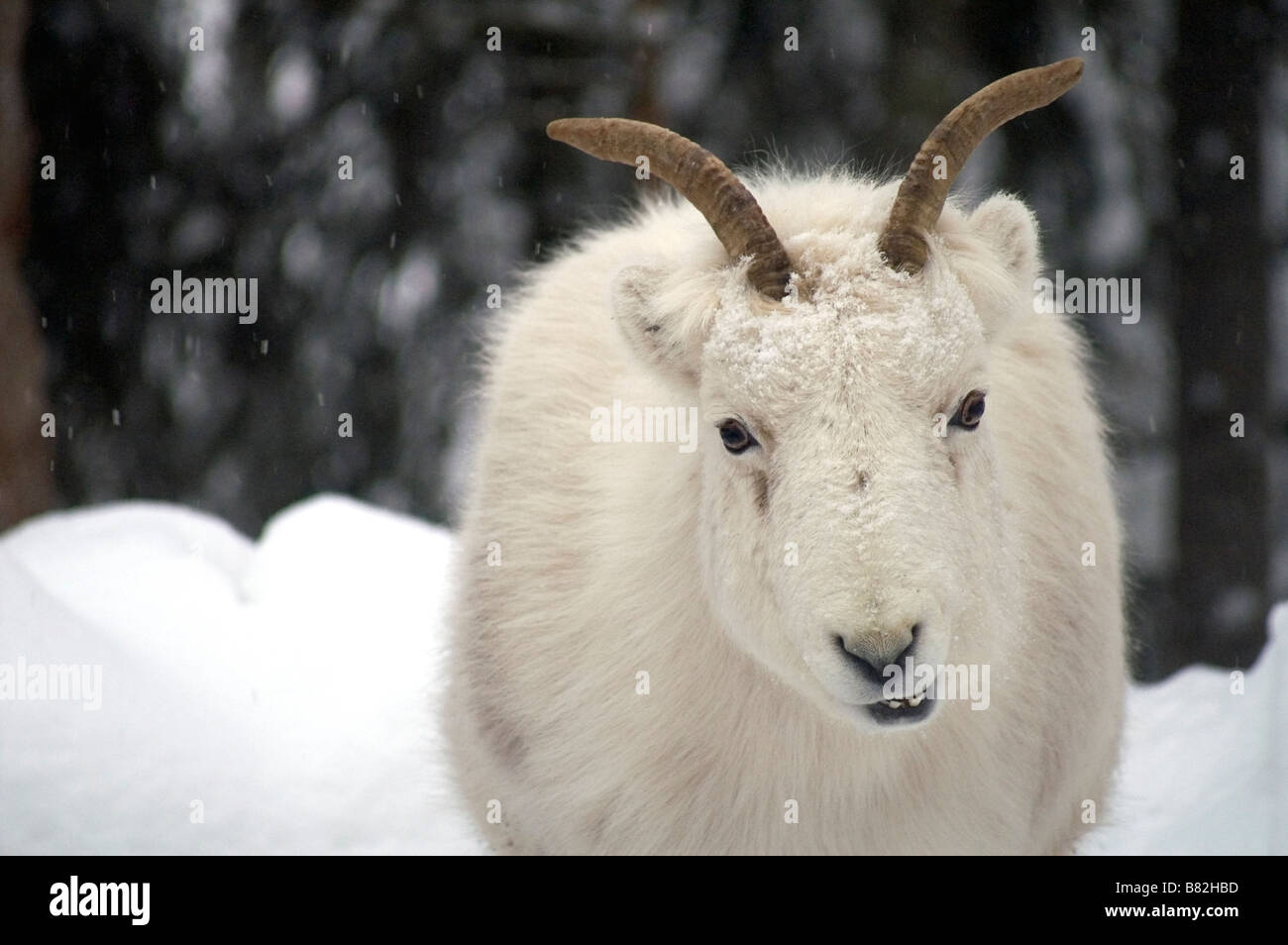 Dall Sheep high on a ridge in the snow covered Forrest near Turnagain ...