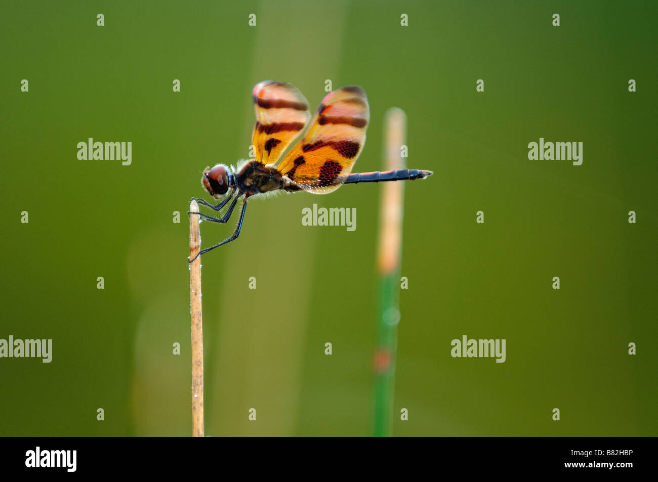 Freshwater wetland zones hi-res stock photography and images - Alamy