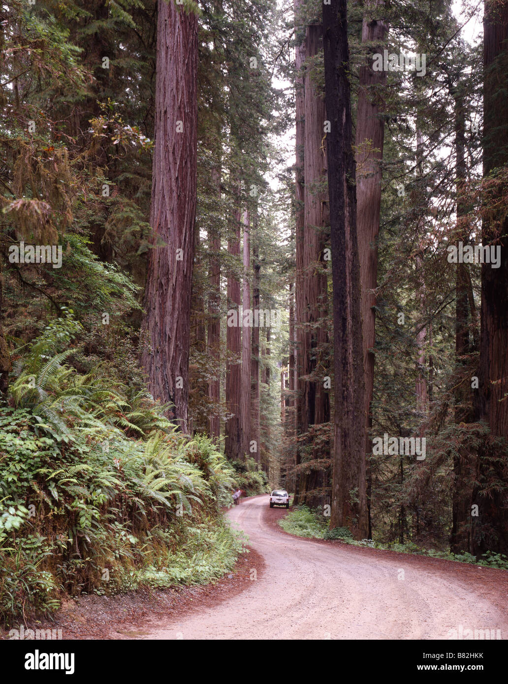 Jed forest hi-res stock photography and images - Alamy