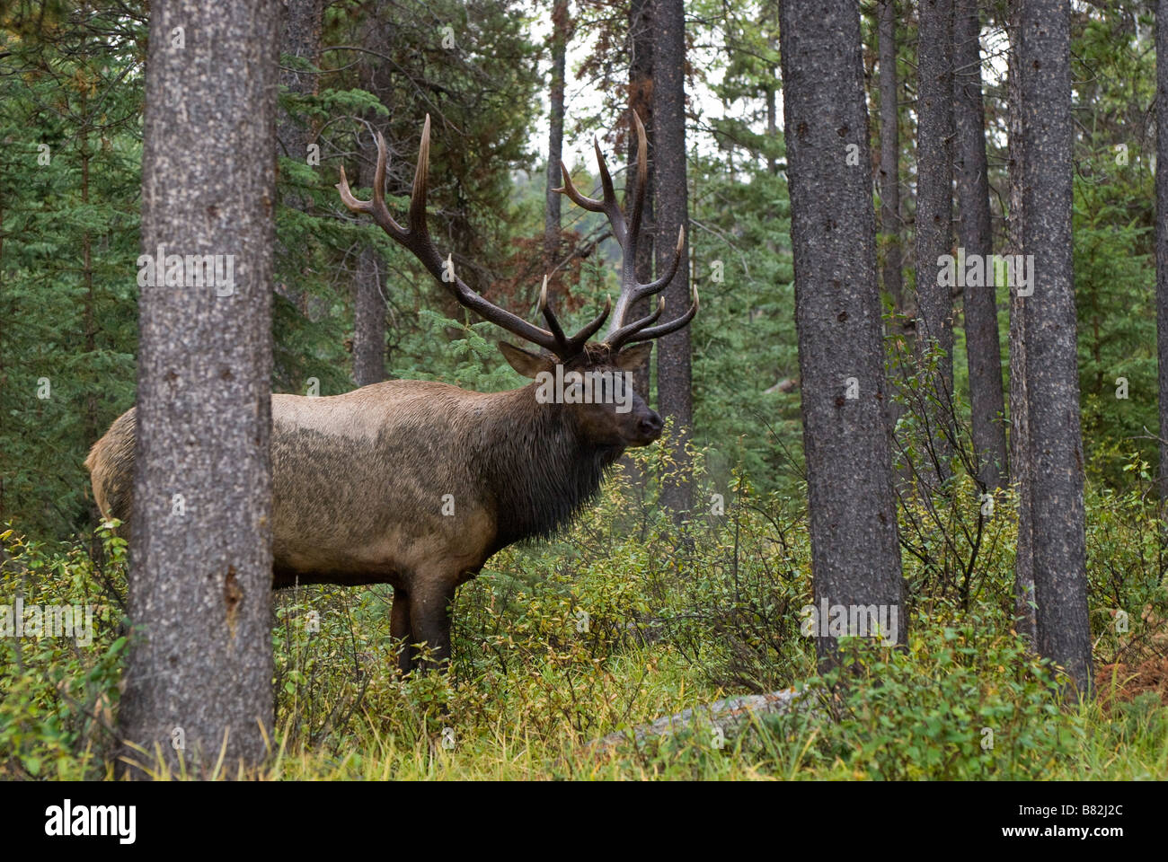 Jasper National Park, Jasper, Alberta, Canada; Bull Elk (Cervus ...