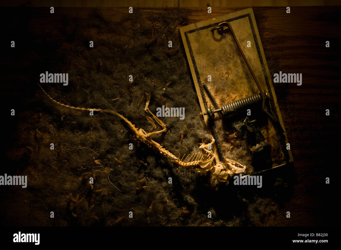 Mouse skeleton hi-res stock photography and images - Alamy