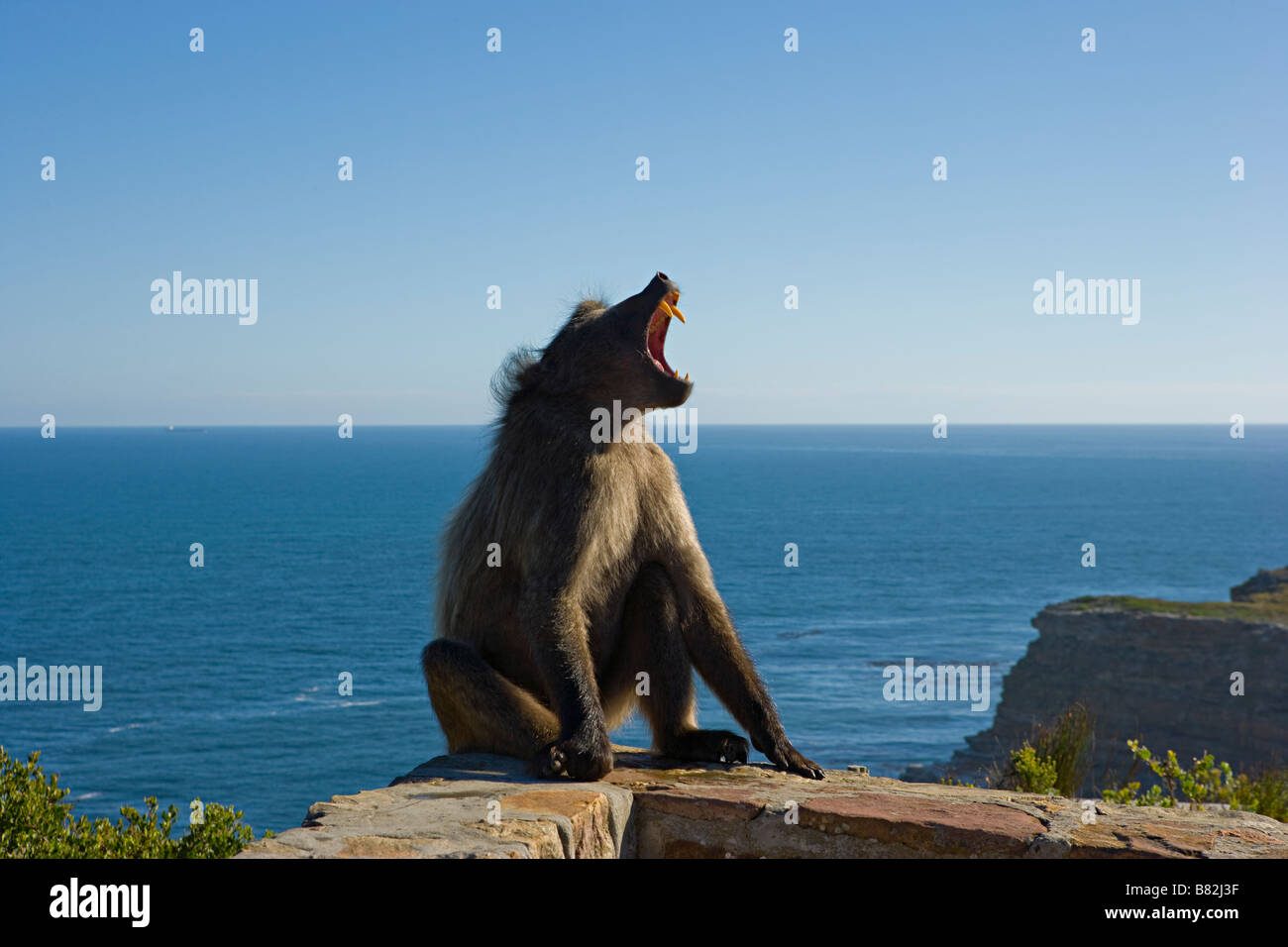 Baboon yawning showing off teeth at Cape Point South Africa Stock Photo ...