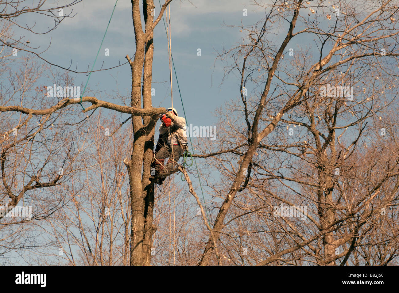 Hazard tree removal hi-res stock photography and images - Alamy