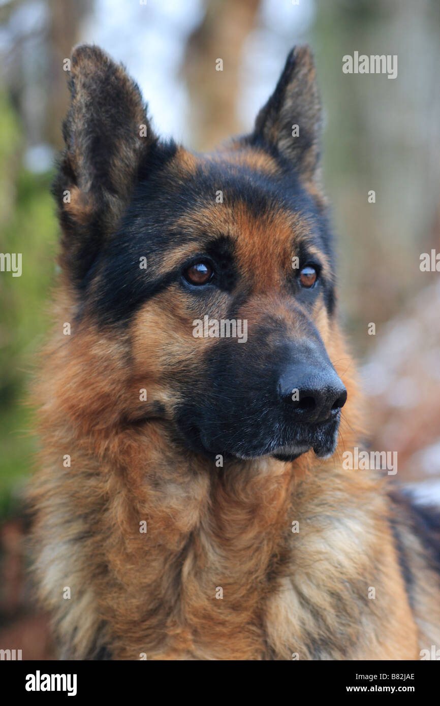Old German Shepherd Dogs High Resolution Stock Photography and Images ...