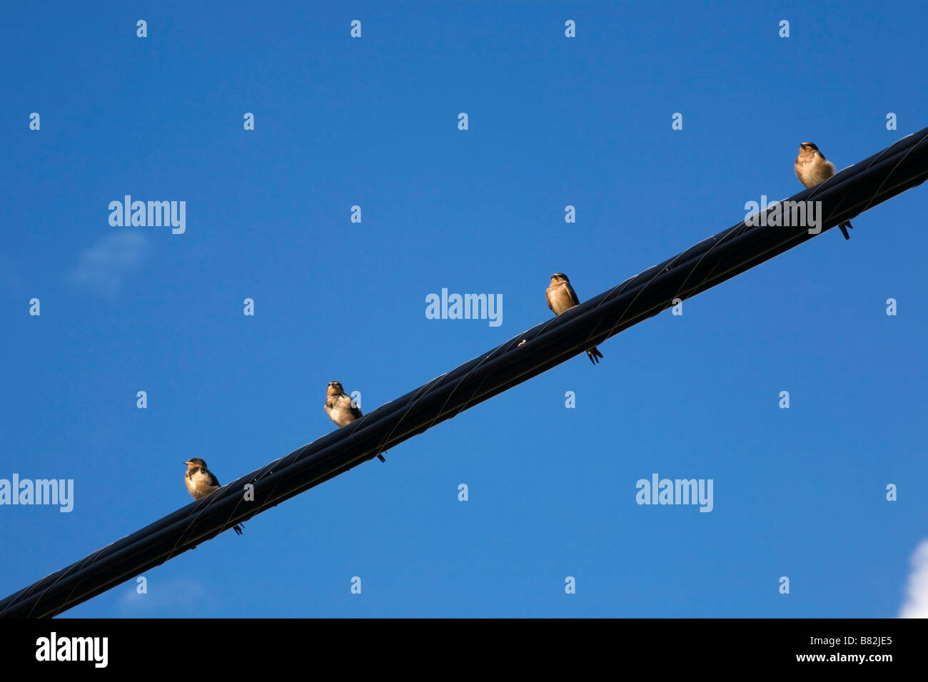 Barn swallows on a wire Stock Photo - Alamy