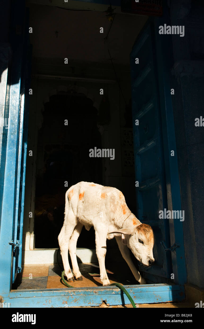 Everyday scenes in the streets of India Stock Photo - Alamy