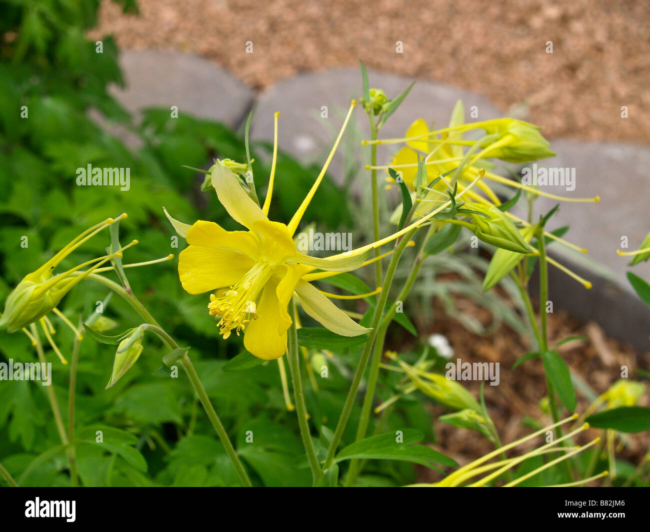 Yellow Columbine Flower Stock Photo - Alamy