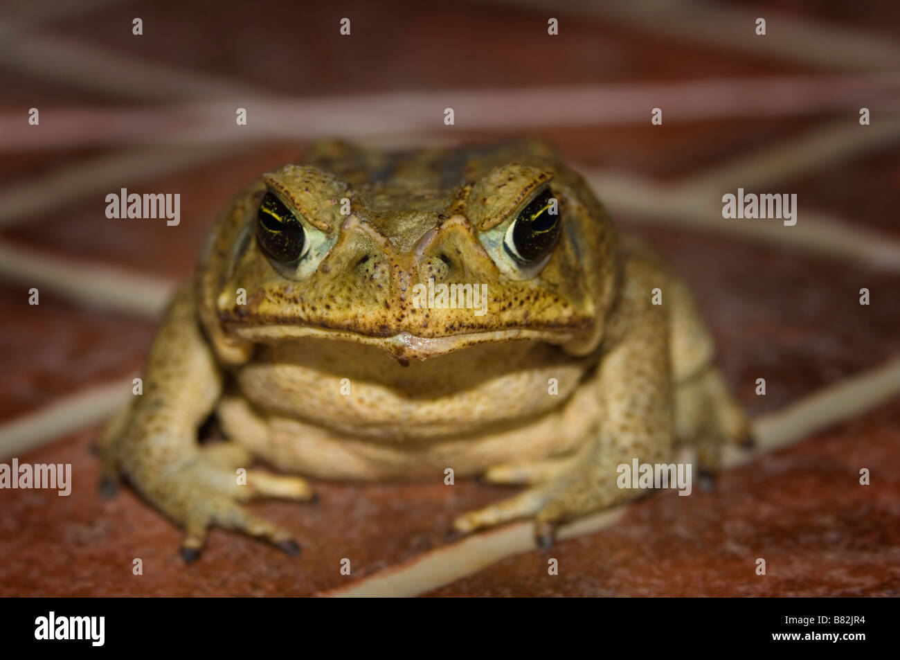 Cane toad (Bufo marinus Stock Photo - Alamy
