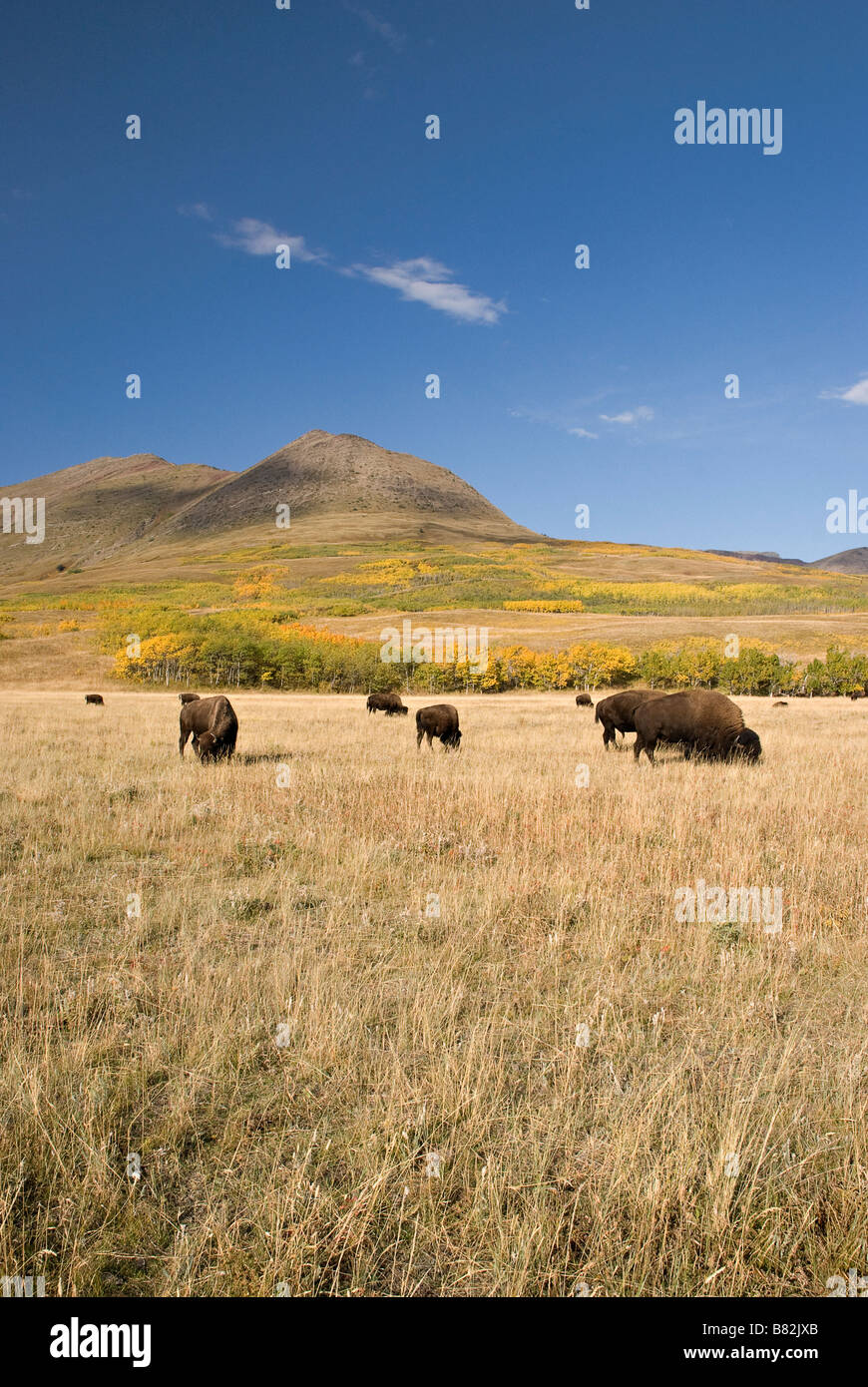 American Bison Bison Bison High Resolution Stock Photography and Images ...
