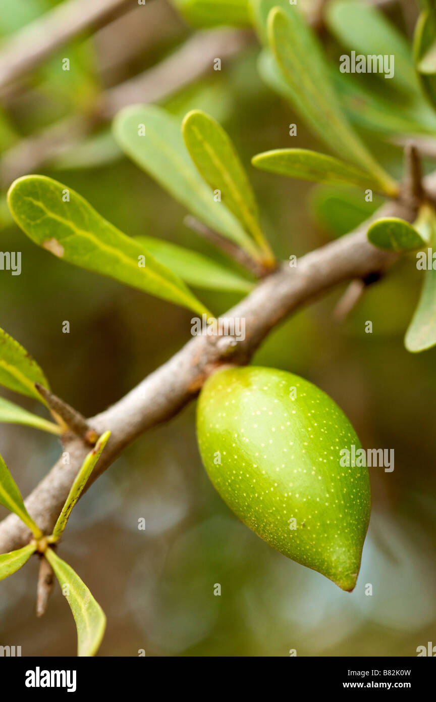 Argan fruit hi-res stock photography and images - Alamy