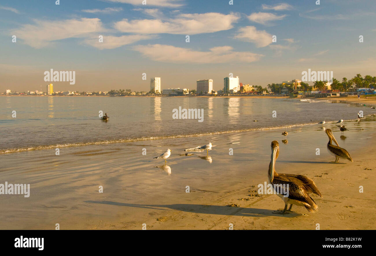 Mazatlan malecon hi-res stock photography and images - Alamy