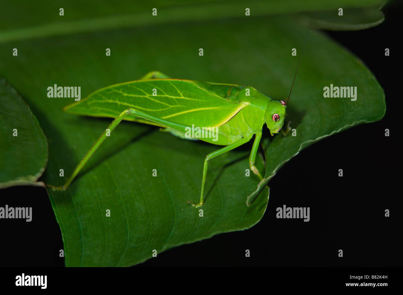 Oblong winged katydid on hi-res stock photography and images - Alamy
