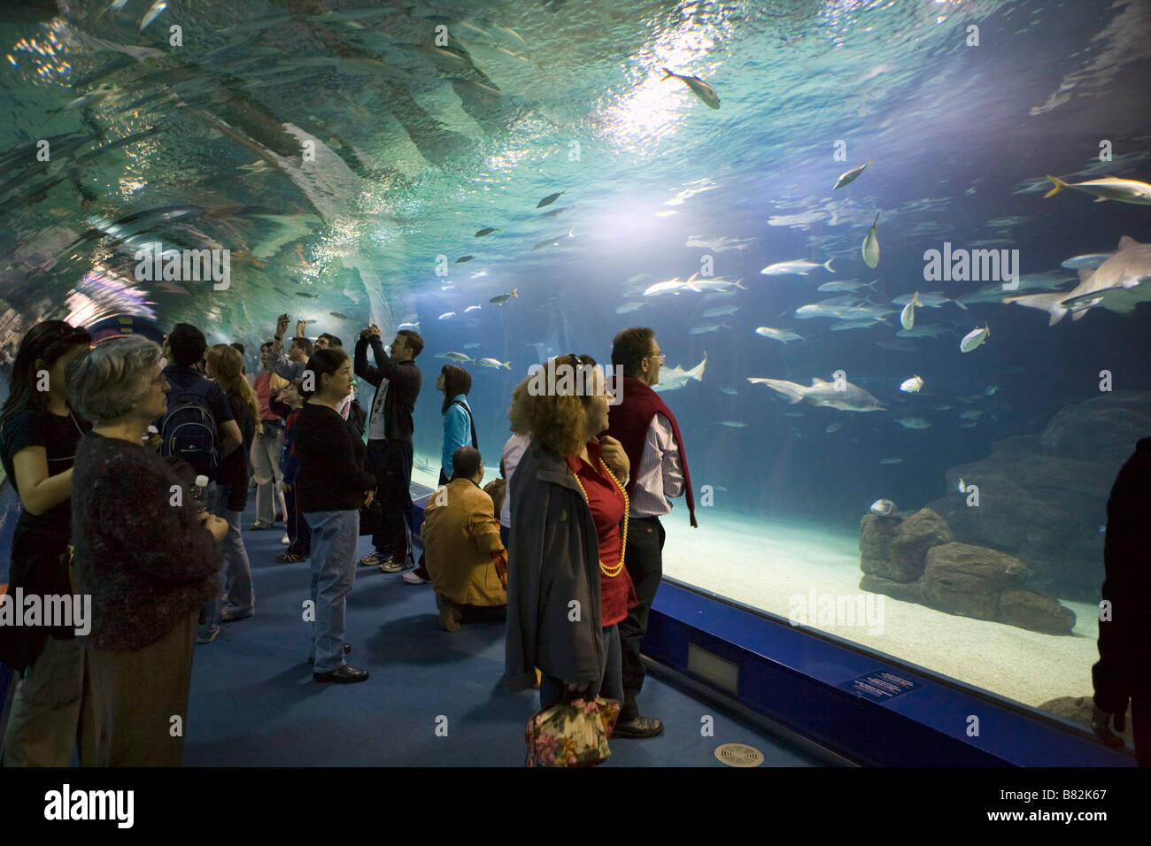 Fish Aquarium, L'oceanografic, Valencia,Spain Stock Photo - Alamy