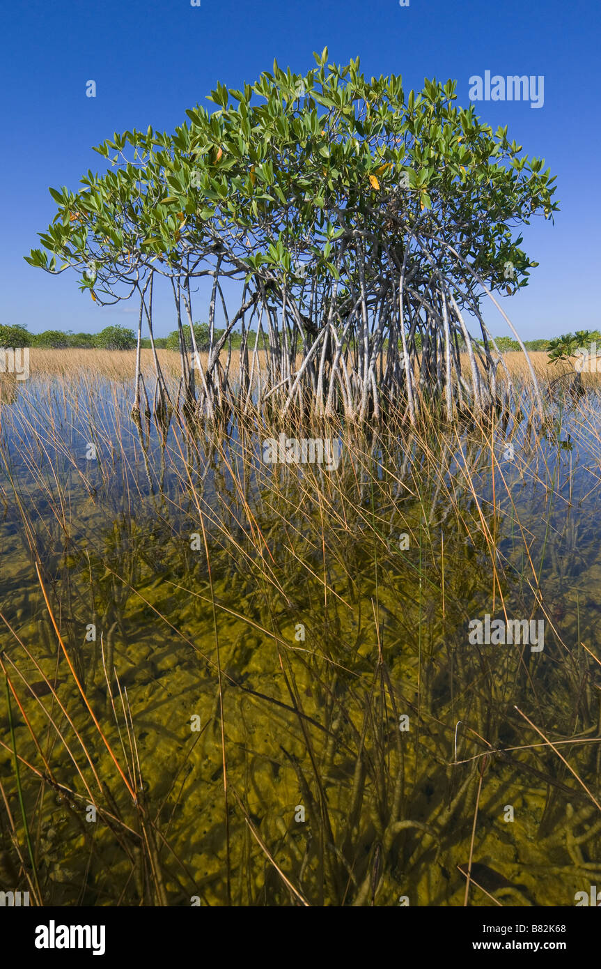 Prop roots of mangrove tree in freshwater marsh prairie Everglades ...