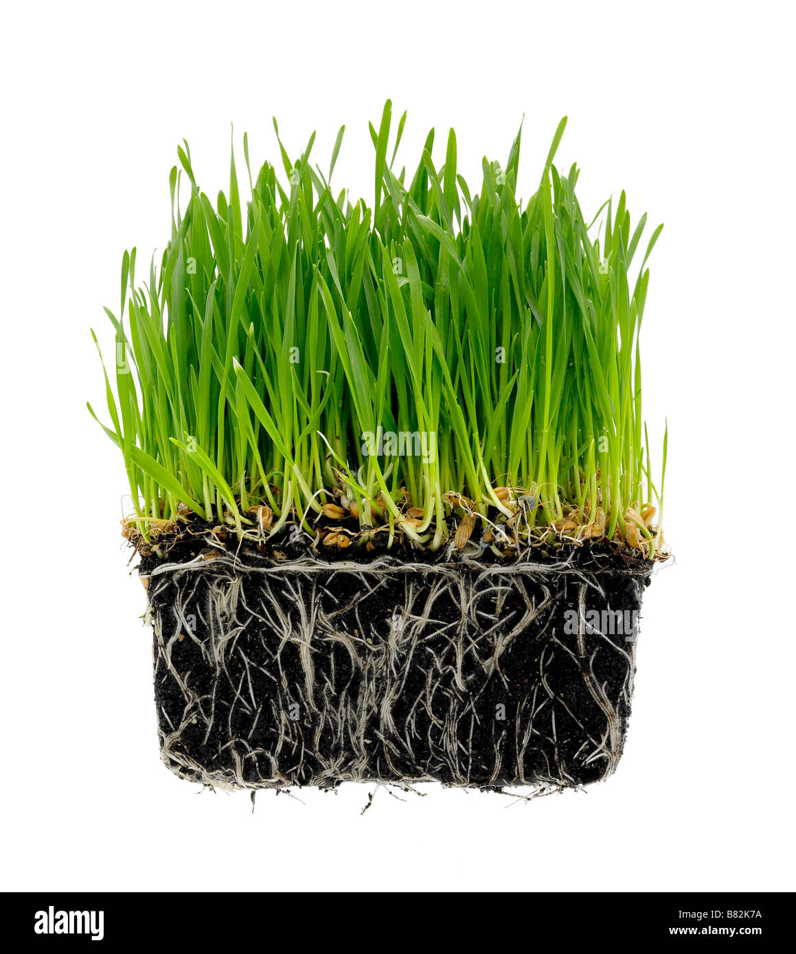 wheatgrass growing from soil plug Stock Photo - Alamy