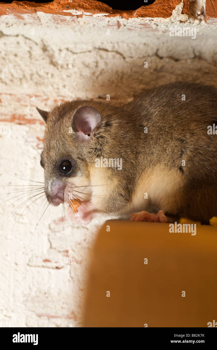 Dormouse eating hi-res stock photography and images - Alamy
