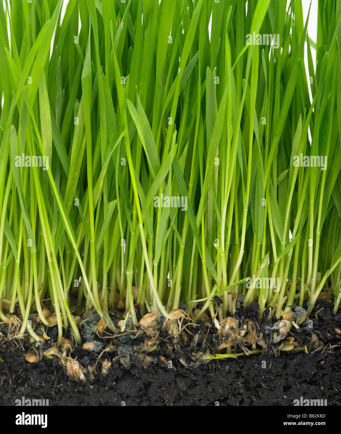 wheatgrass growing from soil Stock Photo - Alamy