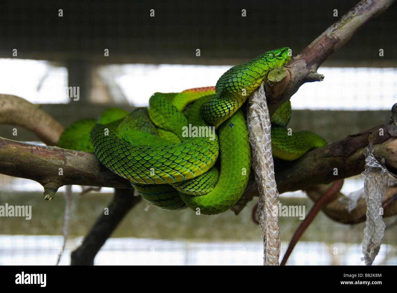 Green snake in cage, Cameron Highlands, Malaysia Stock Photo - Alamy