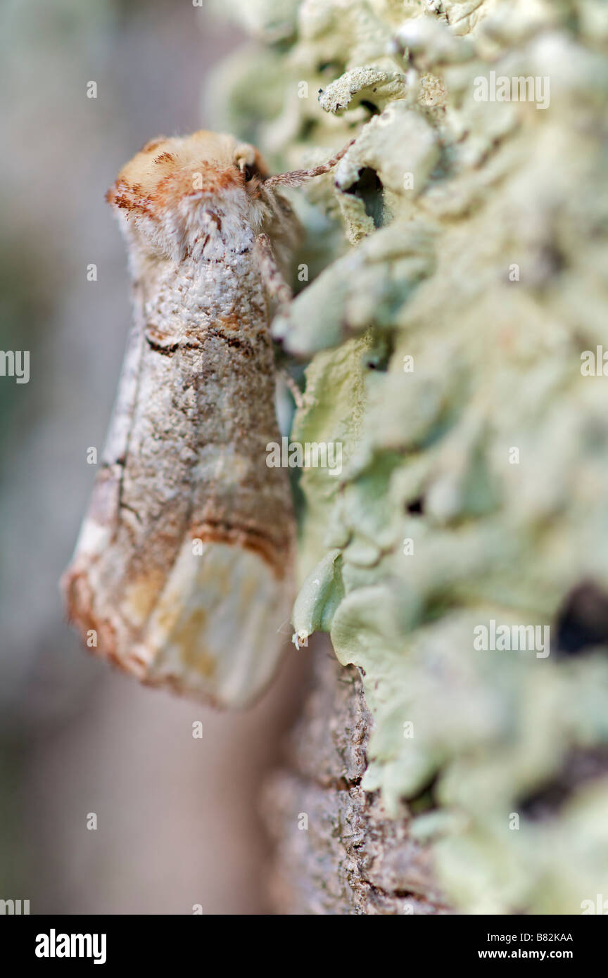 Buff Tip Phalera bucephala Notodontidae Brive le Gaillarge France Stock ...