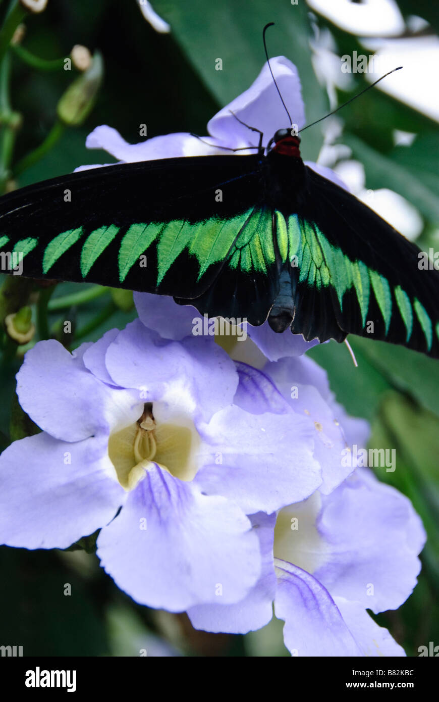 Birdwing butterfly hi-res stock photography and images - Alamy