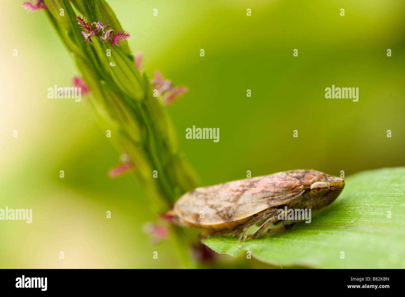 Common froghopper Philaenus spumarius Brive France Stock Photo - Alamy