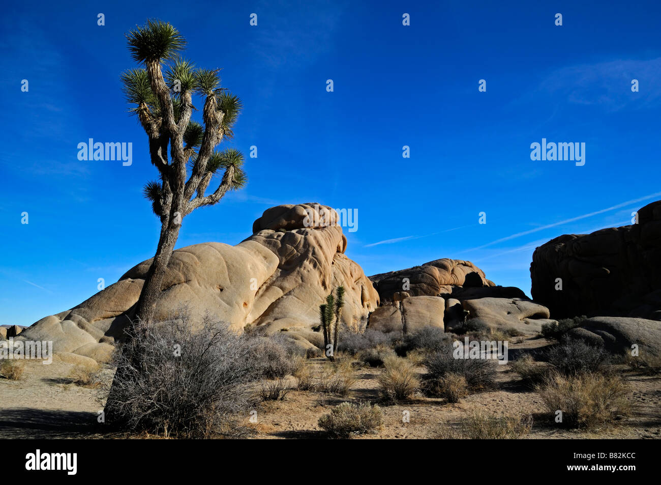 Monzogranite tree hi-res stock photography and images - Alamy