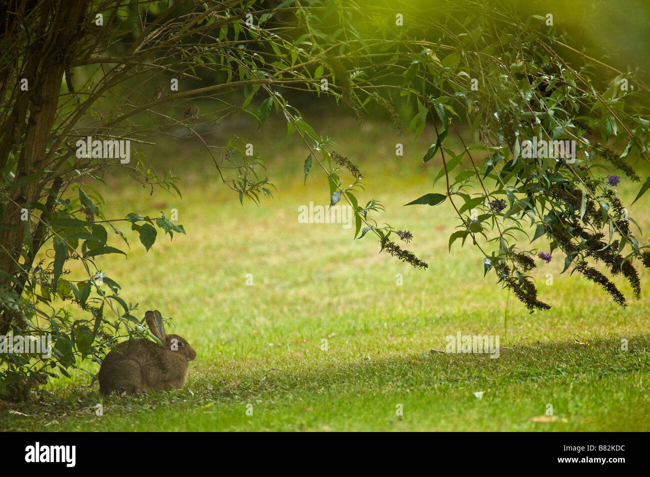 European rabbit oryctolagus cuniculus hi-res stock photography and ...